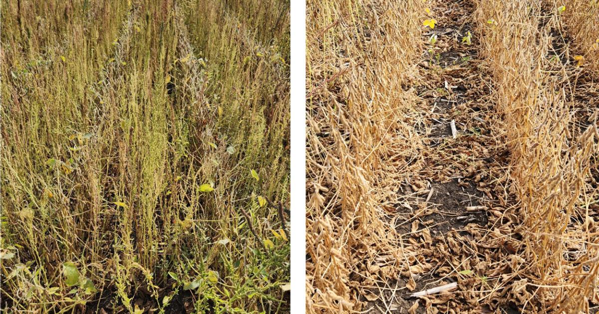 Order of Fields Harvested Can Improve Weed Management