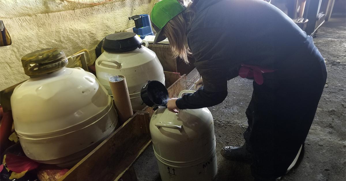 Artificial Insemination (AI) Checklist