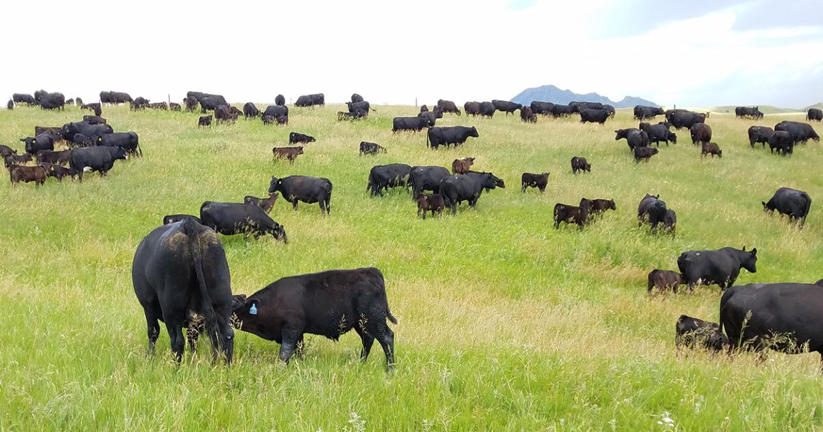 Equation of Reproductive Efficiency