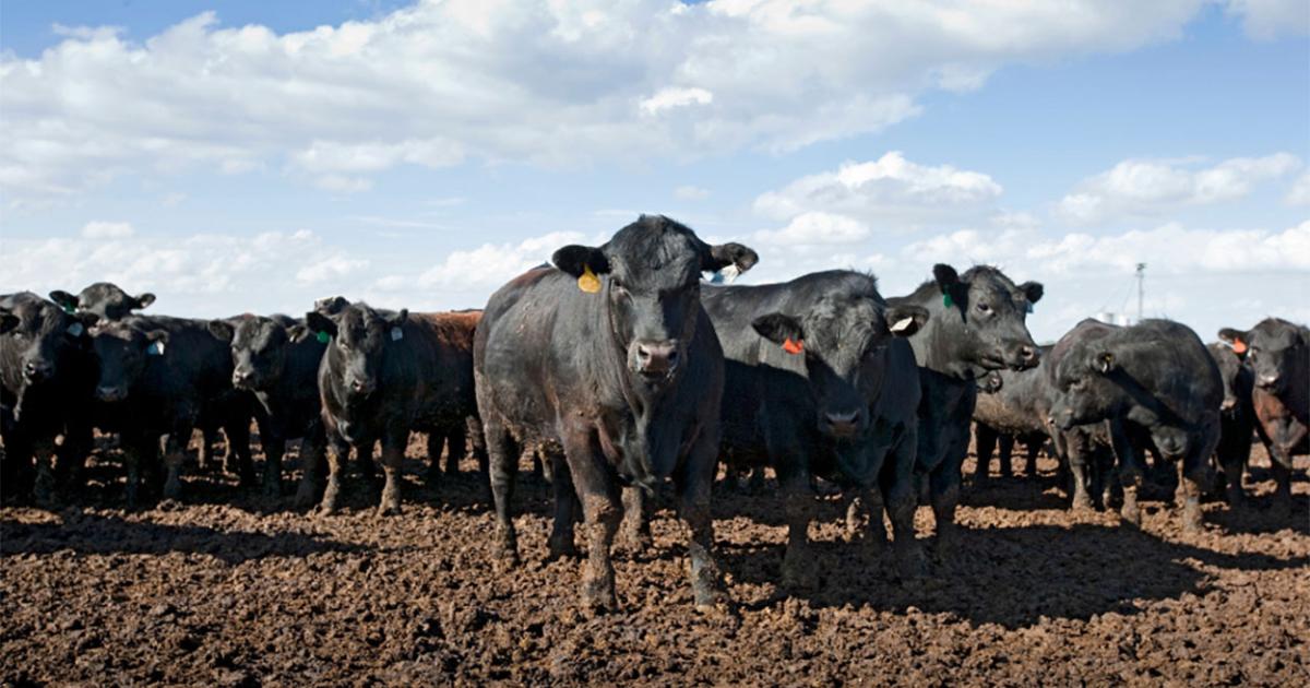 SDSU Extension accepting applications for Class 7 of beefSD Program