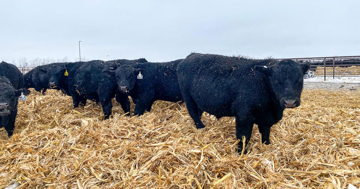 Winter Management of Herd Bulls