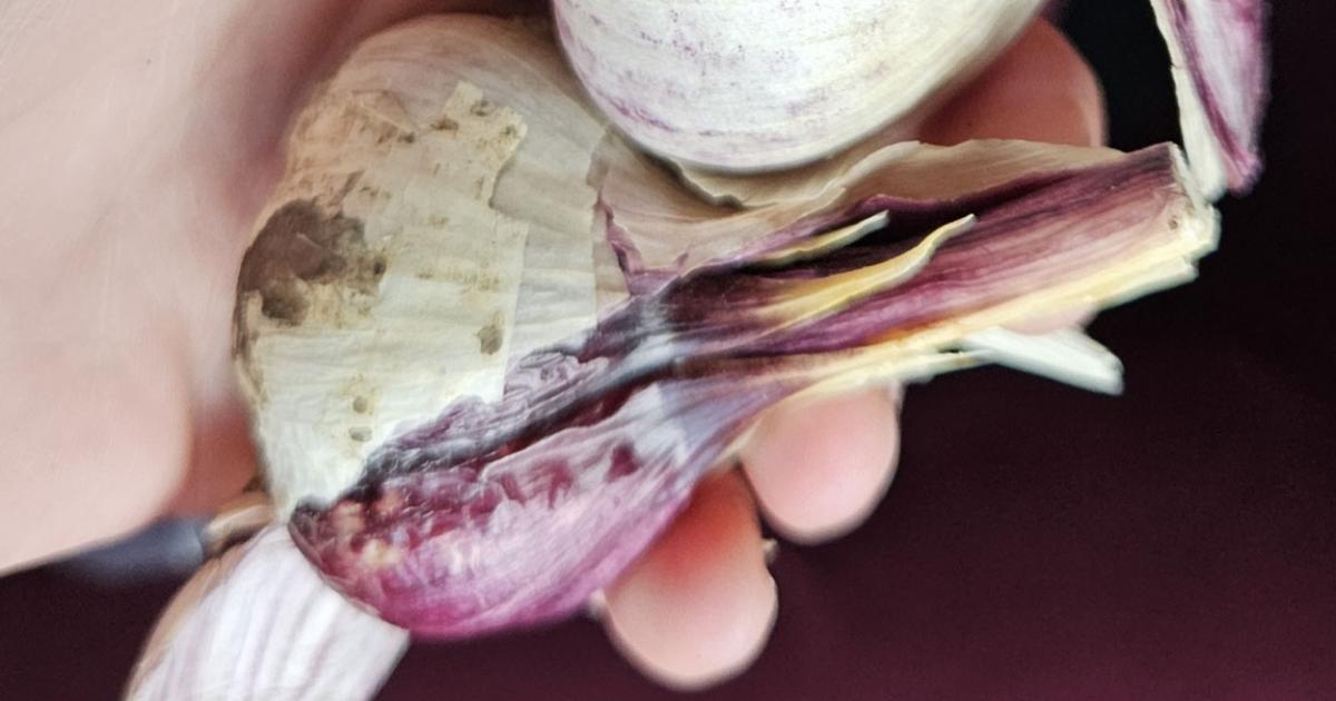 Embellisia Skin Blotch of Garlic