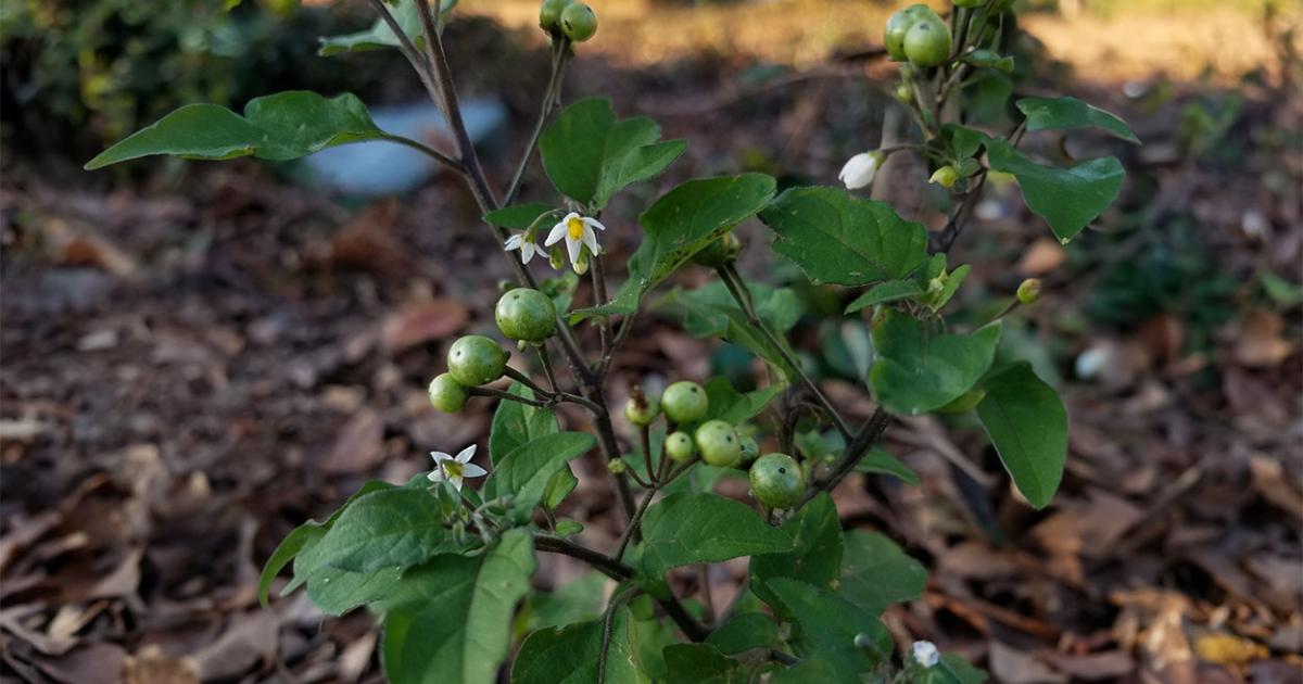 Understanding Eastern Black Nightshade: A Comprehensive Guide for Gardeners
