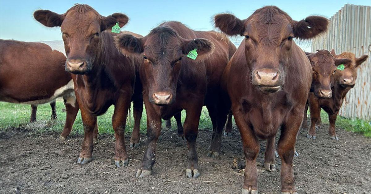 Rumen Degradable Protein Versus Rumen Undegradable Protein