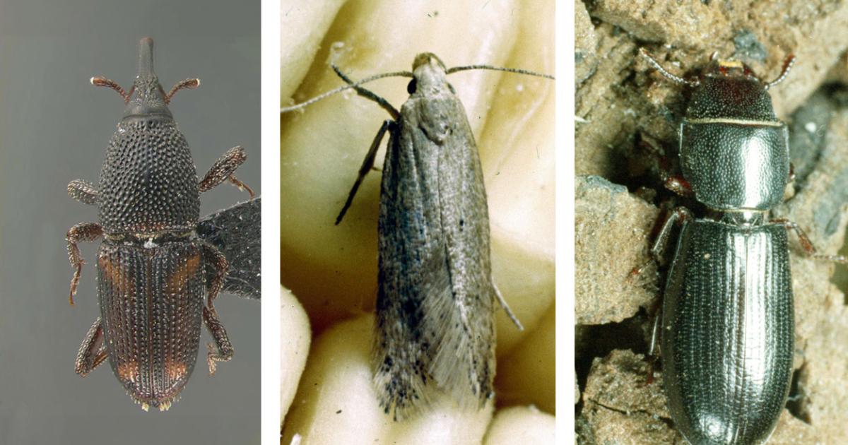 Common Stored Grain Insect Pests