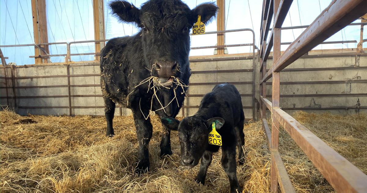 Clean Calving Environment: Pasture and Barn