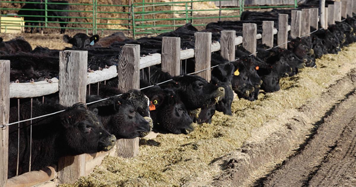 Roughage Use in Finishing Cattle Diets