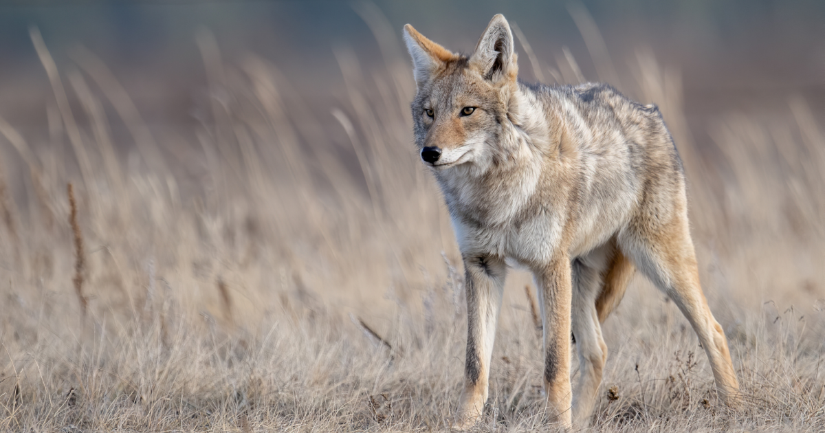 SDSU Extension co-hosting livestock seminars at Lemmon farm and home show