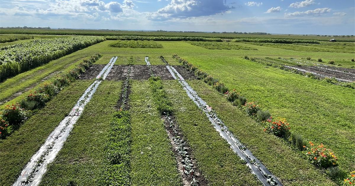 Trials and Tribulations of Growing Squash and Cabbage in Living Mulch ...