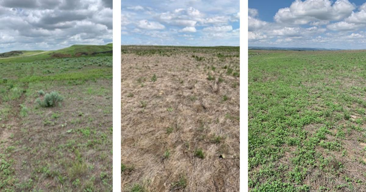 Notes From the Range: Crested Wheatgrass Die-off