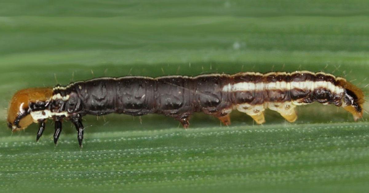 Common Stalk Borer Activity Estimate: June 5, 2025