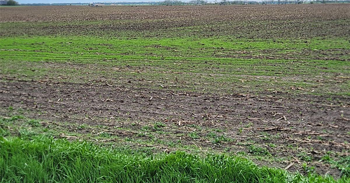 Weeds Are Starting to Emerge: Even After a Preemergence Herbicide ...