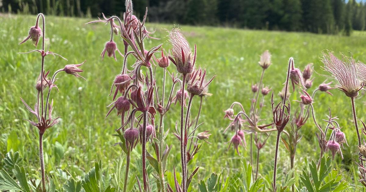 Native Plants to Know: Prairie Smoke (Geum triflorum)