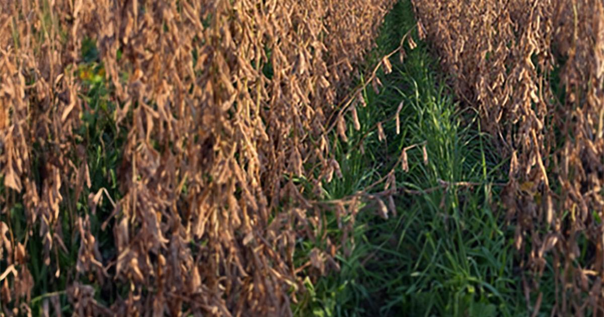 Inter-Seeding Cover Crops into Soybean