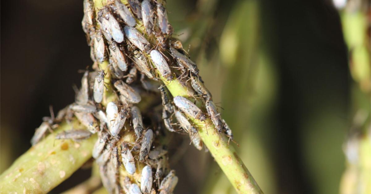 Wet Spring Brings Surge of False Chinch Bugs