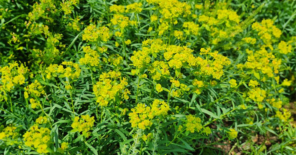 Leafy Spurge: Do I spray now or wait until fall?