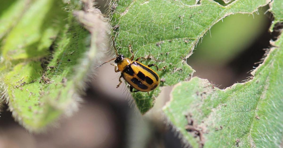 Bean Leaf Beetles Are Active in South Dakota