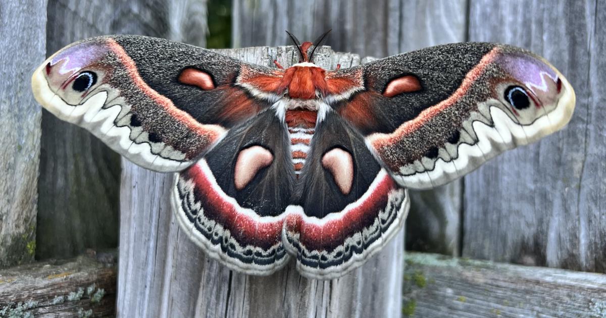 SDSU Extension, McCrory Gardens host Moth Walk as part of National Moth ...