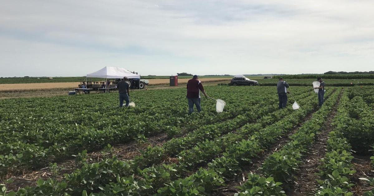 SDSU Extension hosting Integrated Pest Management Field School