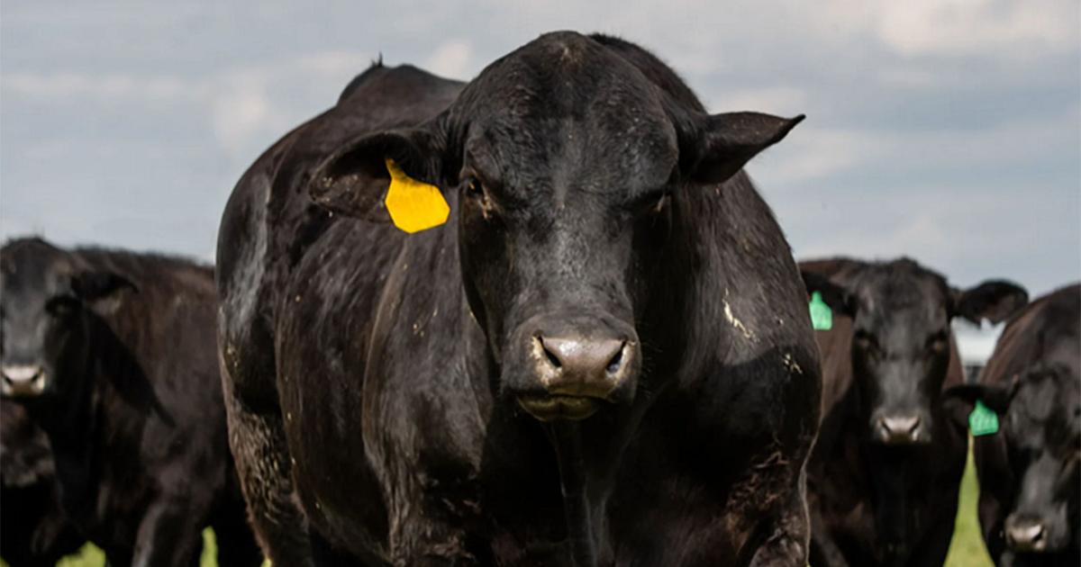 Trichomoniasis: A Tricky Cause of Reproductive Failure in Beef Cattle
