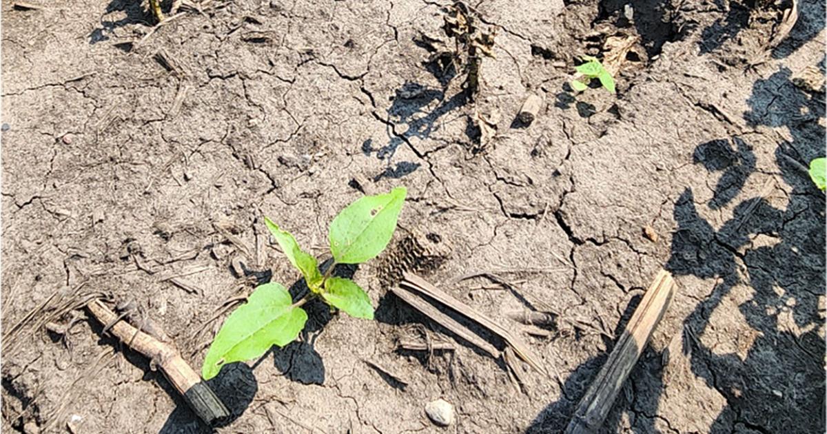 Excess Moisture and Heat Will Likely Increase Weed Growth and Germination
