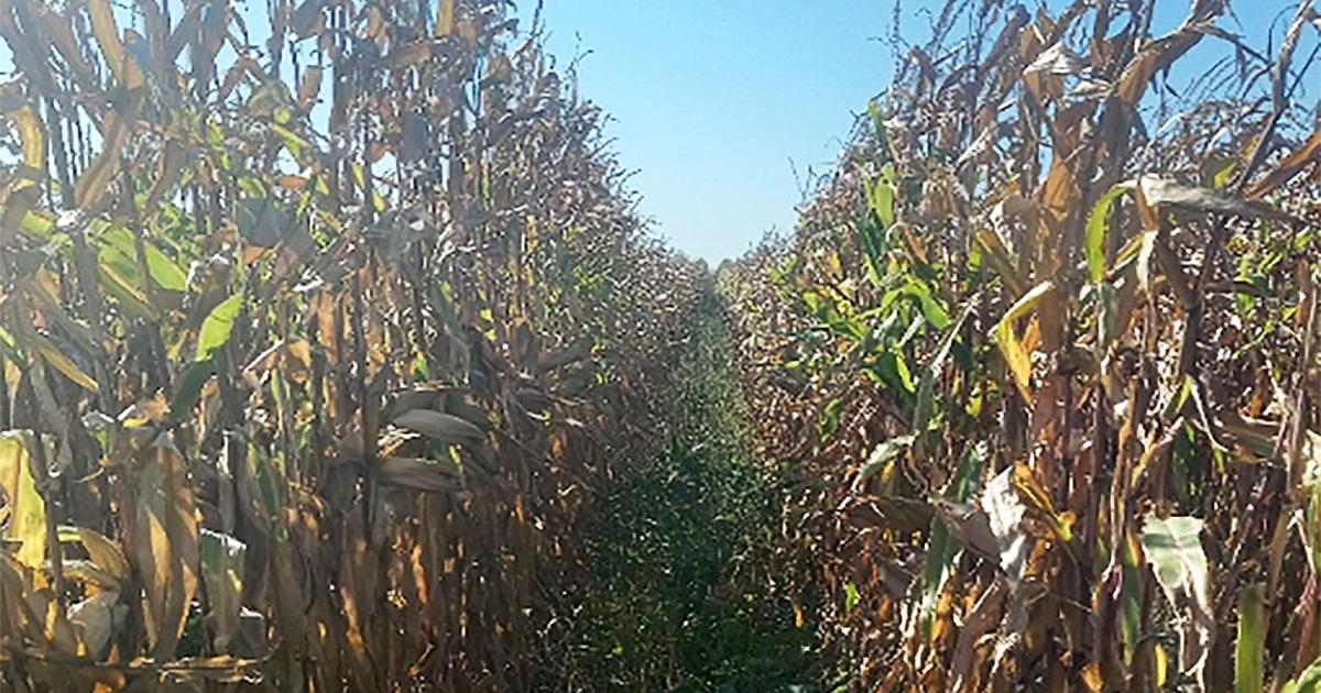Inter-Seeding Cover Crops into Corn