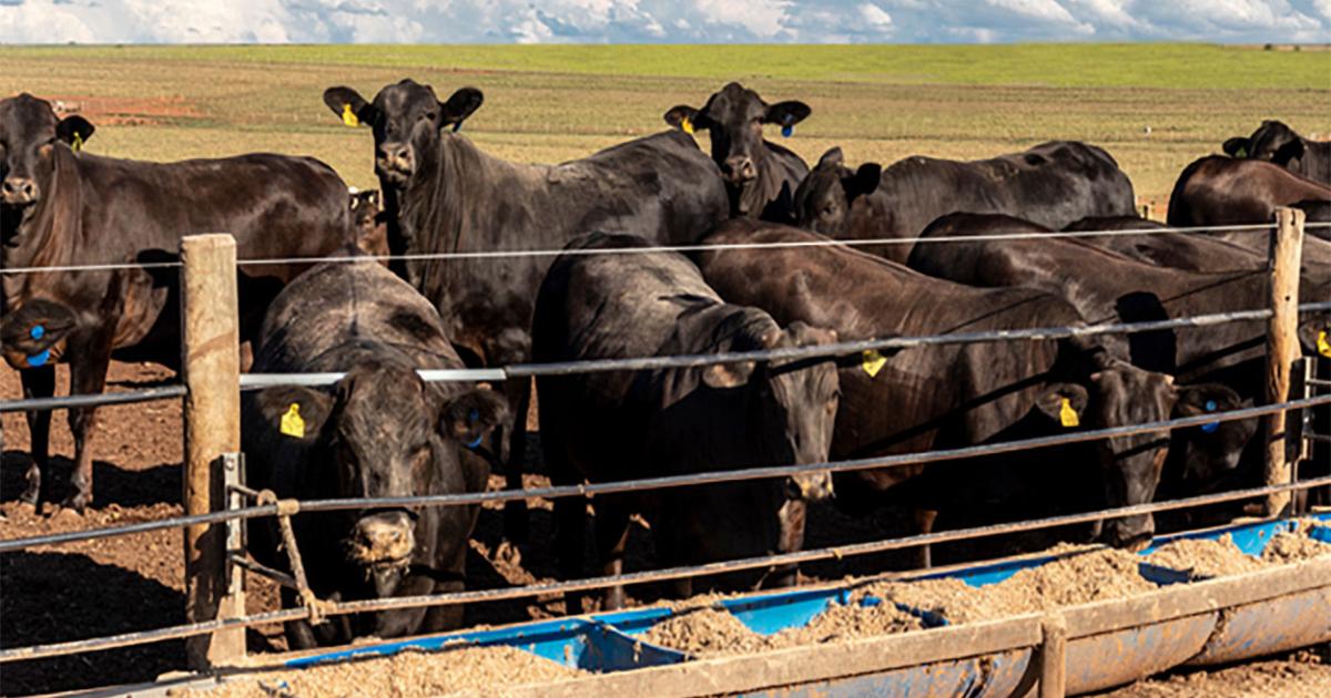 Getting the Most Out of Your Cull Cows