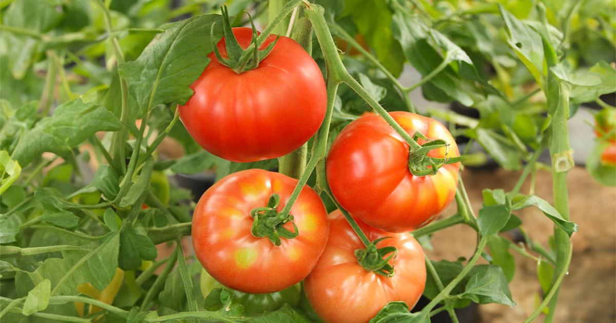 Will Heat Make My Tomatoes Ripen Faster?