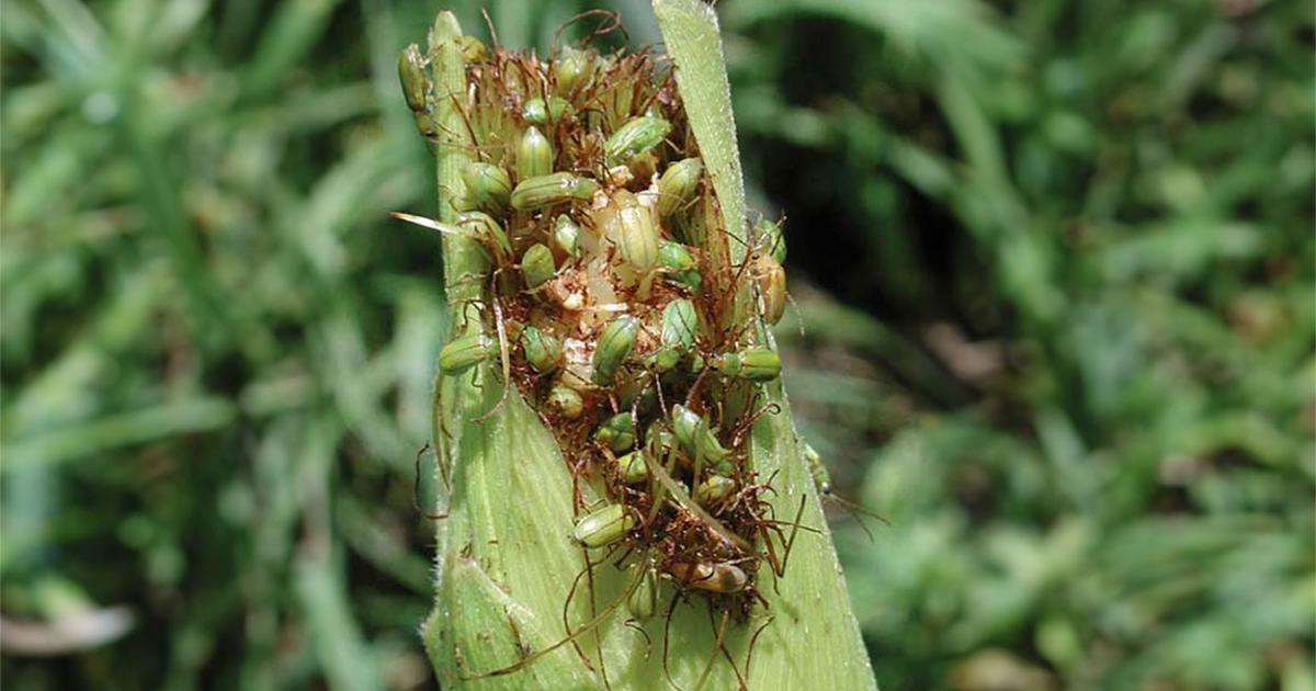 Adult Corn Rootworms Are Active in South Dakota