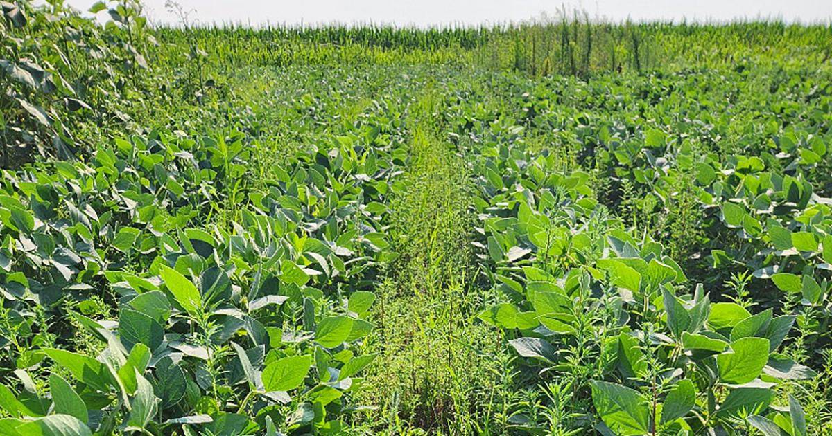 Cheap and Simple Soybean Herbicide Programs Do Not Pencil Out