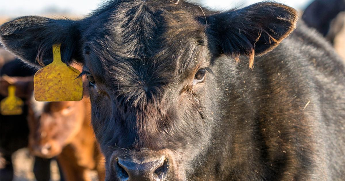 Research Update: Supplement Delivery Methods for Weaned Calves