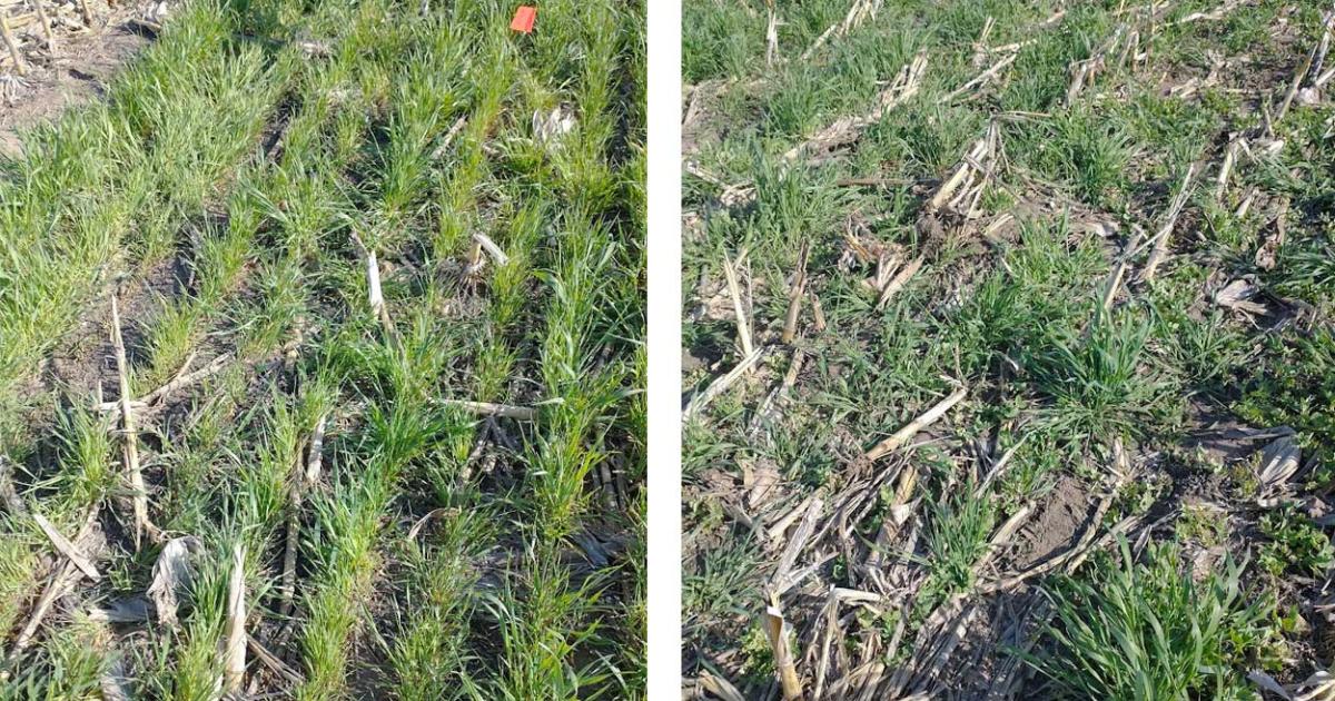 Choosing Whether to Preharvest Broadcast Vs. Post-Harvest Drill Cover Crops