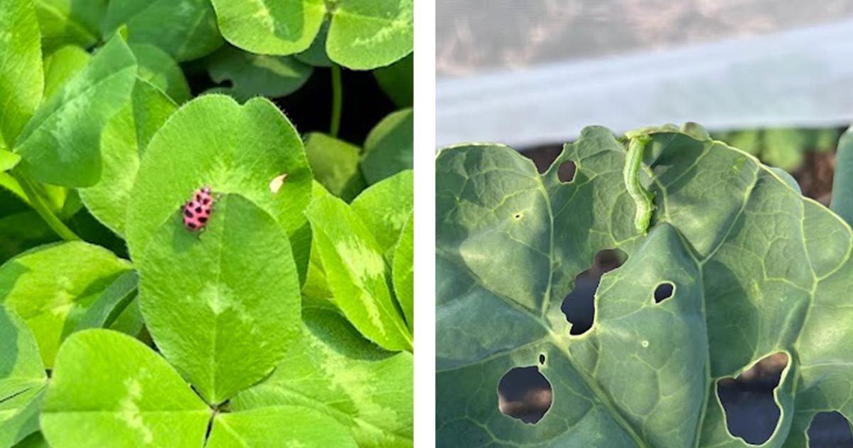 Friends and Foes of Brassica Crops