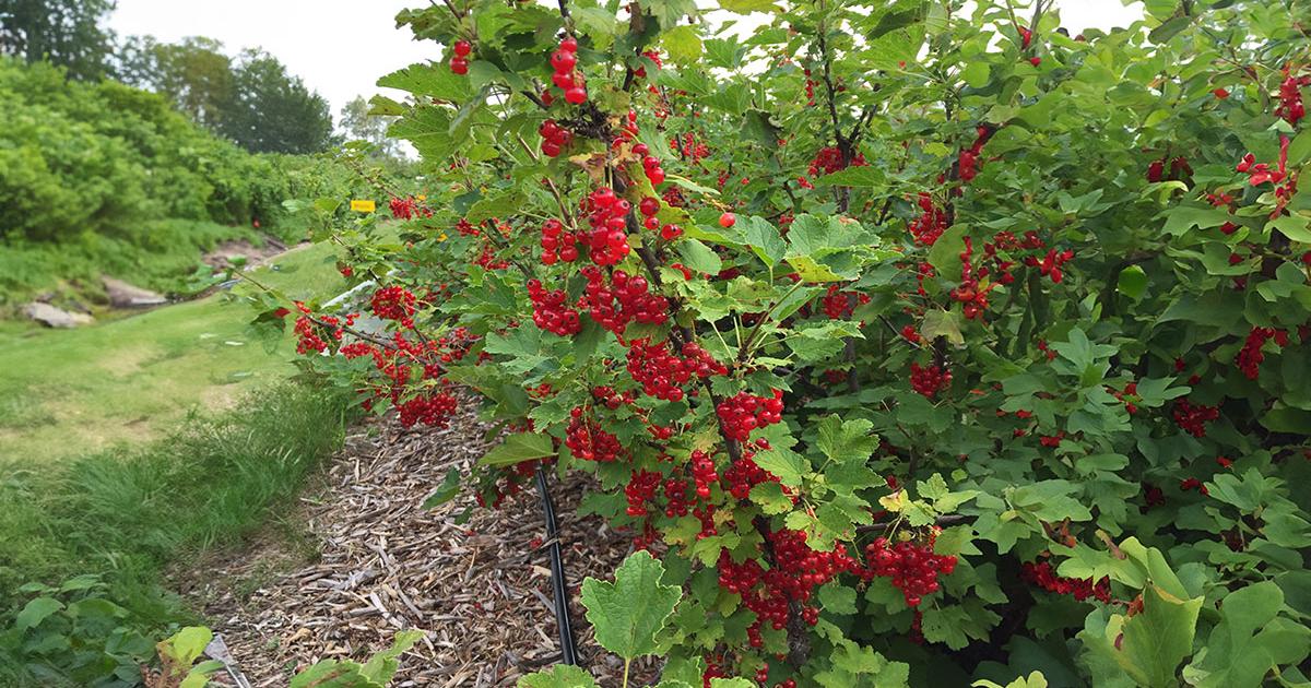 Currants: How to Grow It