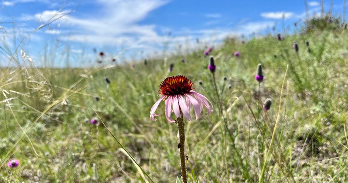 Understanding Grazing Behavior in Cows: The Role of Forbs in Their Diet