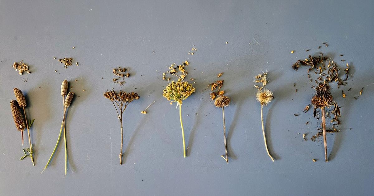 Native Seed Hand Harvest Guidelines