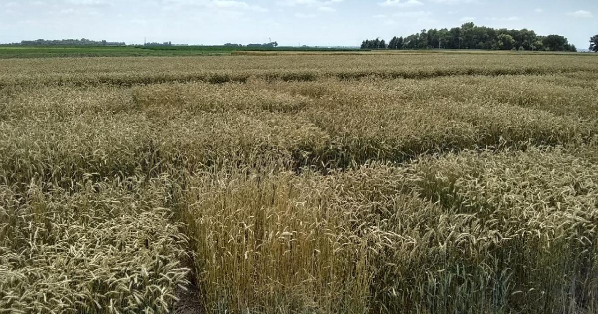 Rye Variety Trial Results