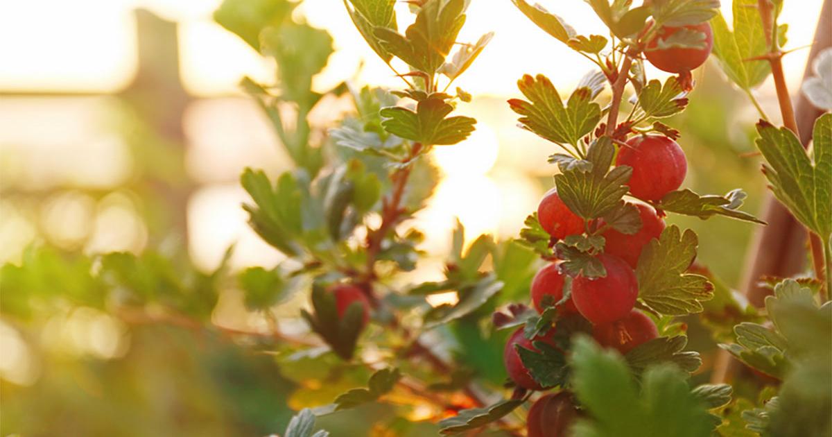 Gooseberry: How to Grow It