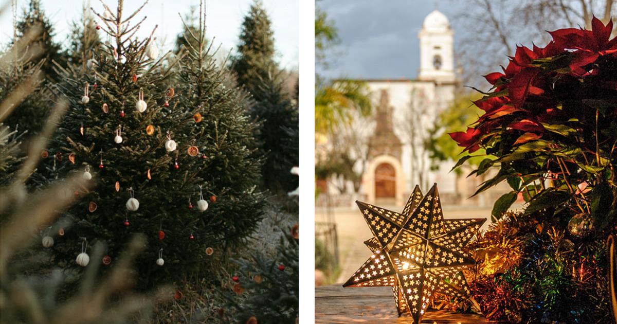 Cultural History of the Christmas Tree and Poinsettia (Cuetlaxochitl)