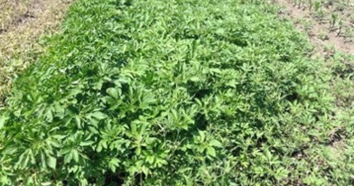Identification and management of common ragweed and giant ragweed