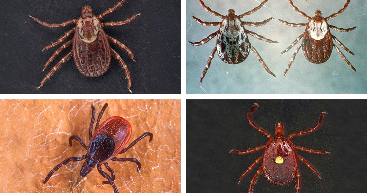 Spring is here, and so are the ticks!