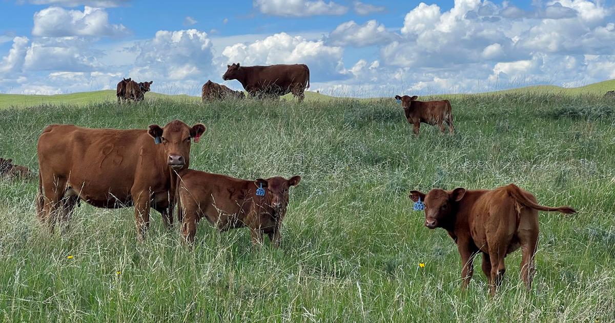 Summer Pasture Report: Discussing Rain, Pasture Recovery, and Preparing ...