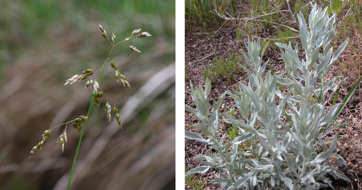 Sweetgrass and White Sagebrush: Native Plants with Medicinal Uses