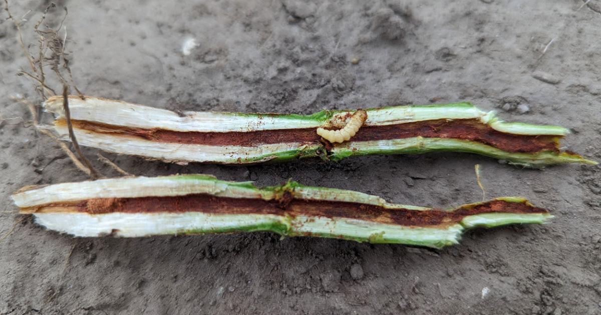 Dectes Stem Borer Adults Are Active in Soybean: 2025 Management ...