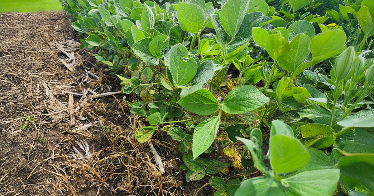 Burnt Soybeans Look a Lot Better Than Weedy Beans!