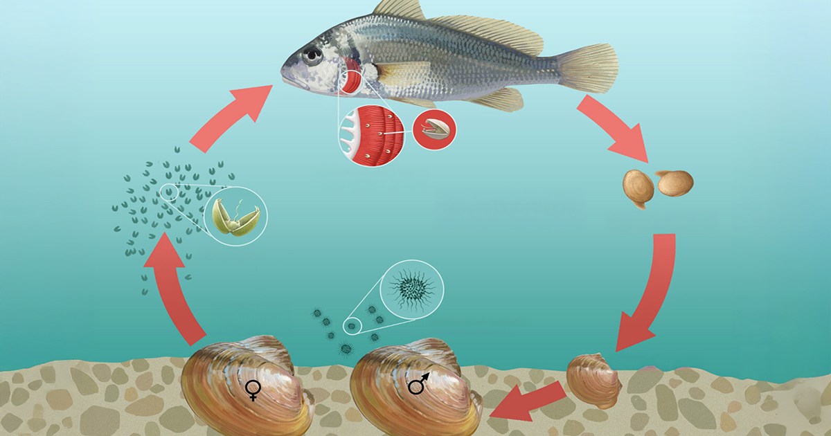 The Importance of Fish for Native Freshwater Mussel Reproduction