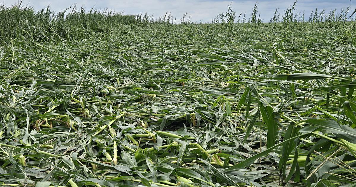 Wind Injury in Corn