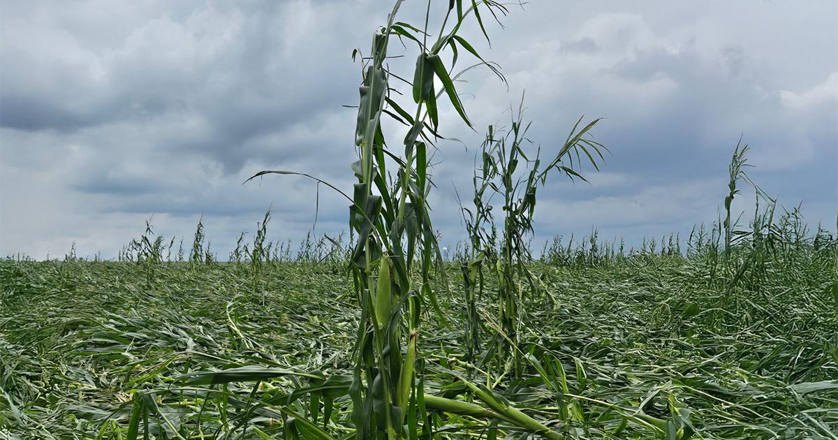 Are Fungicides Needed On Hail-Damaged Crops?