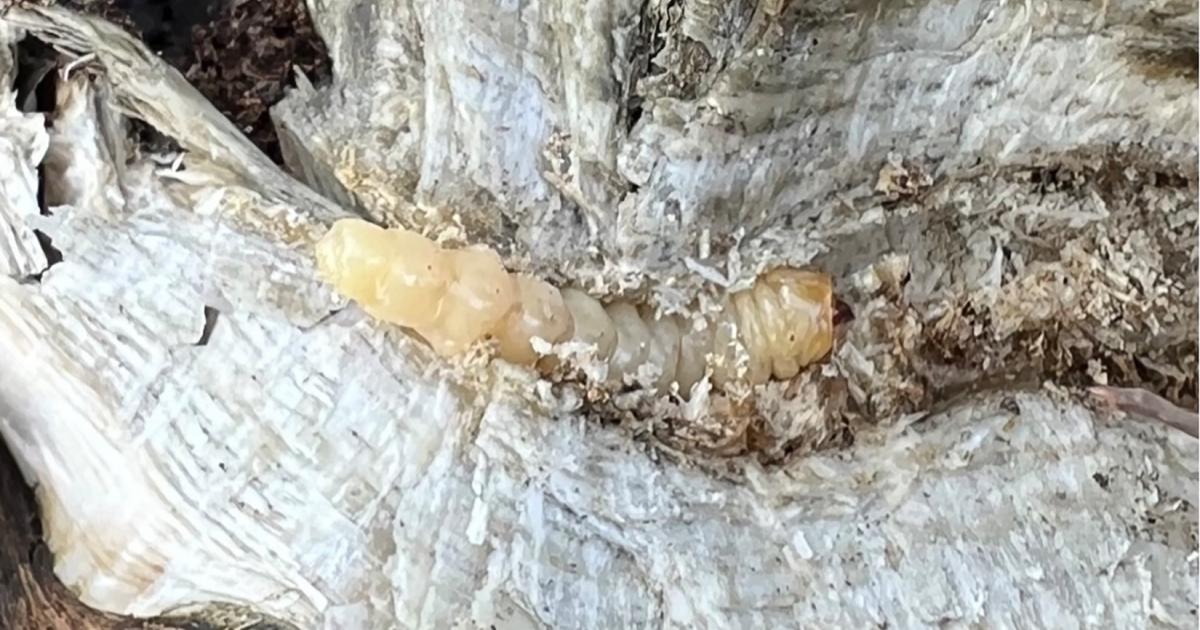 Dectes Stem Borer in South Dakota Sunflowers