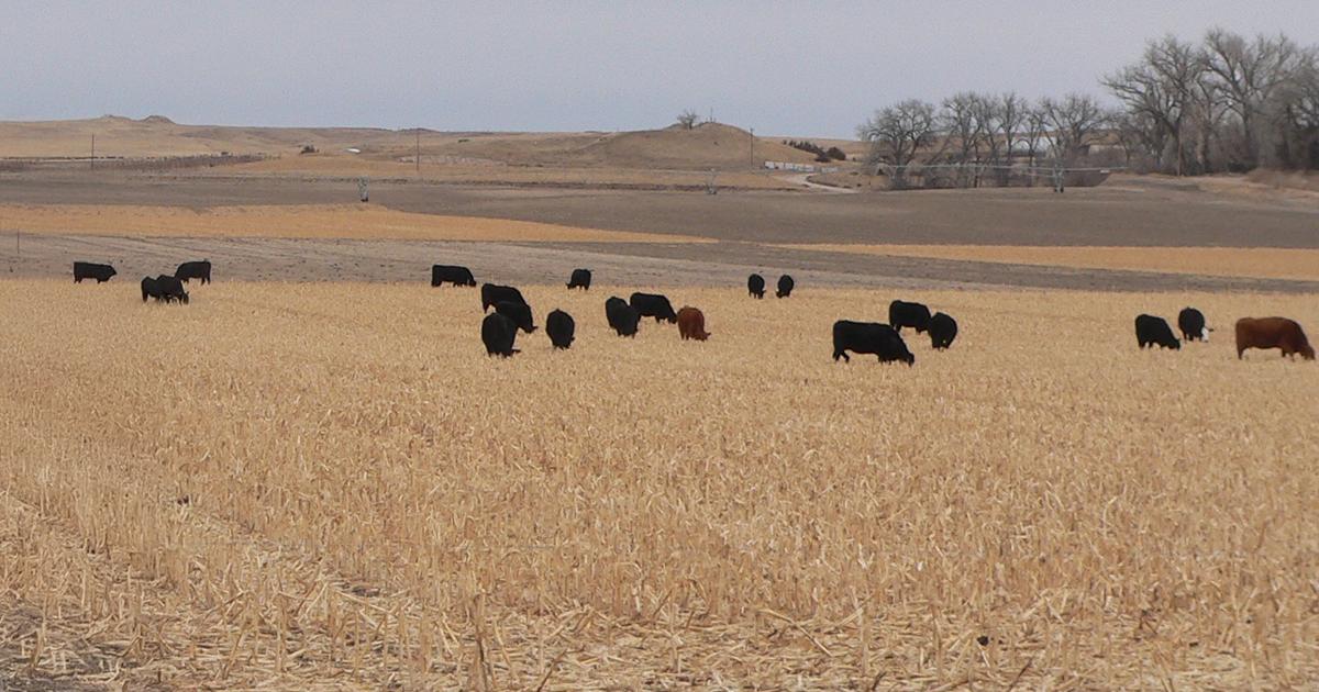 Why Cropland Grazing Now?